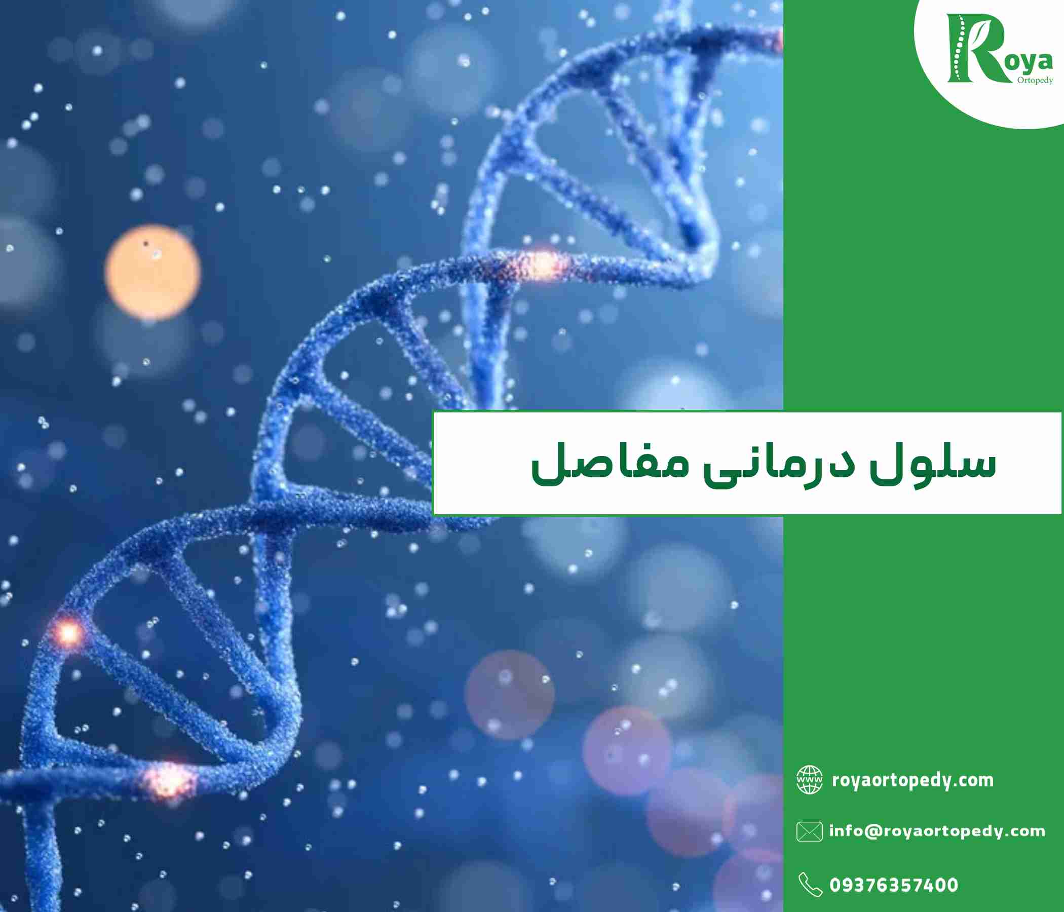 آناتومی زانو ساختار و اجزای مختلف زانو ارتوپدی رویا